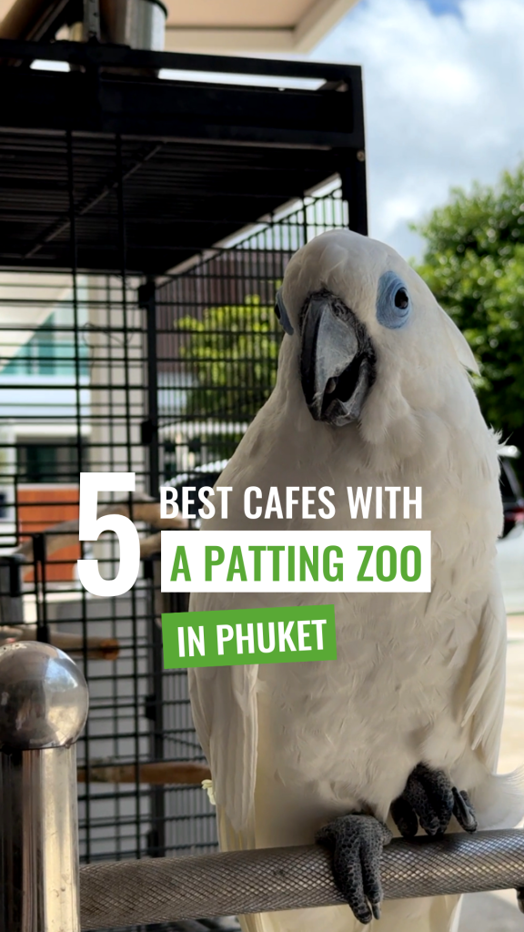 5 Best Pet-Friendly Cafes in Phuket with Mini Zoos and Animals